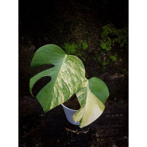 Jual monstera marmorata marmo | Shopee Indonesia