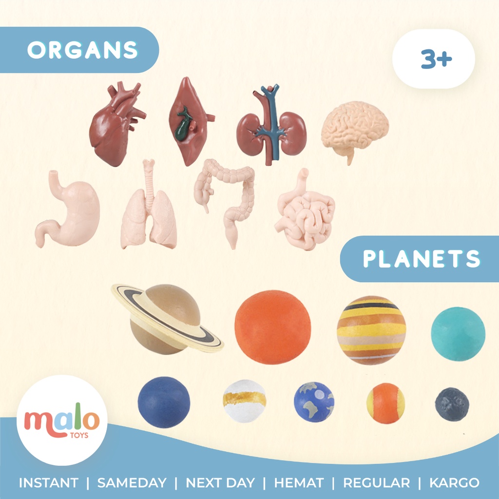 Jual MALOTOYS - Figurine Human Organ Solar Planet Body Parts Organs ...