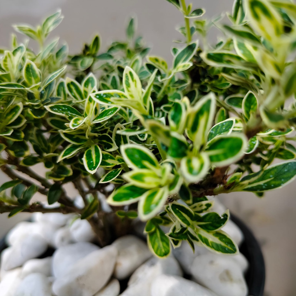 Jual Bonsai Mirten Varigata Micro Decorative | Shopee Indonesia