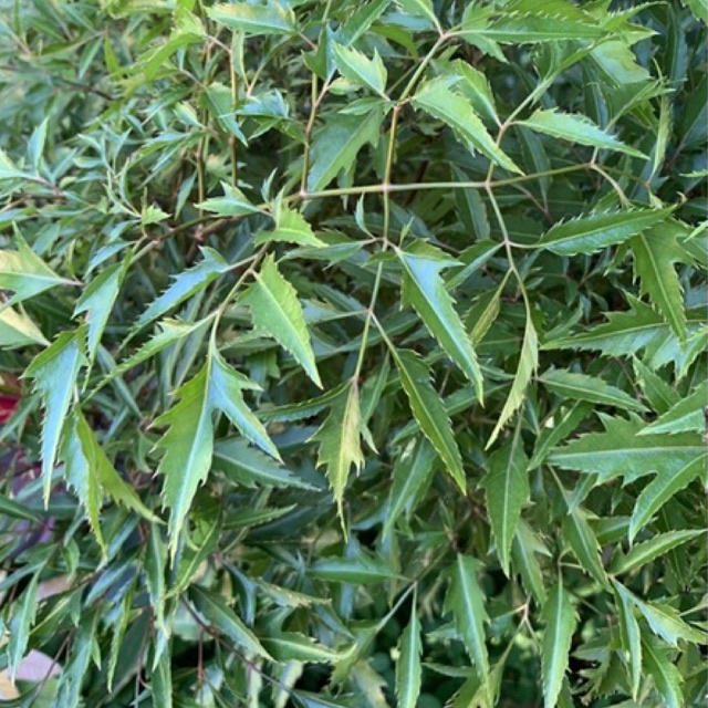 Jual daun belangkas atau cakra cikri segar 500gr | Shopee Indonesia
