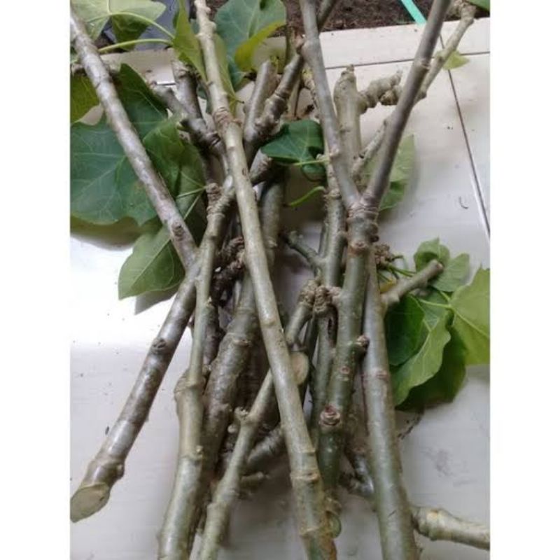 Jual BATANG POHON JARAK PAGAR | 25cm (STEK) | Shopee Indonesia