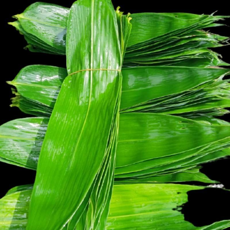 Jual Daun Bambu besar 100 lembar | Shopee Indonesia