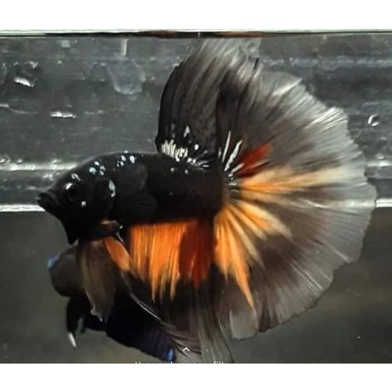 Jual Doubletail/Halfmoon/Plakat Avatar Blackseries | Shopee Indonesia