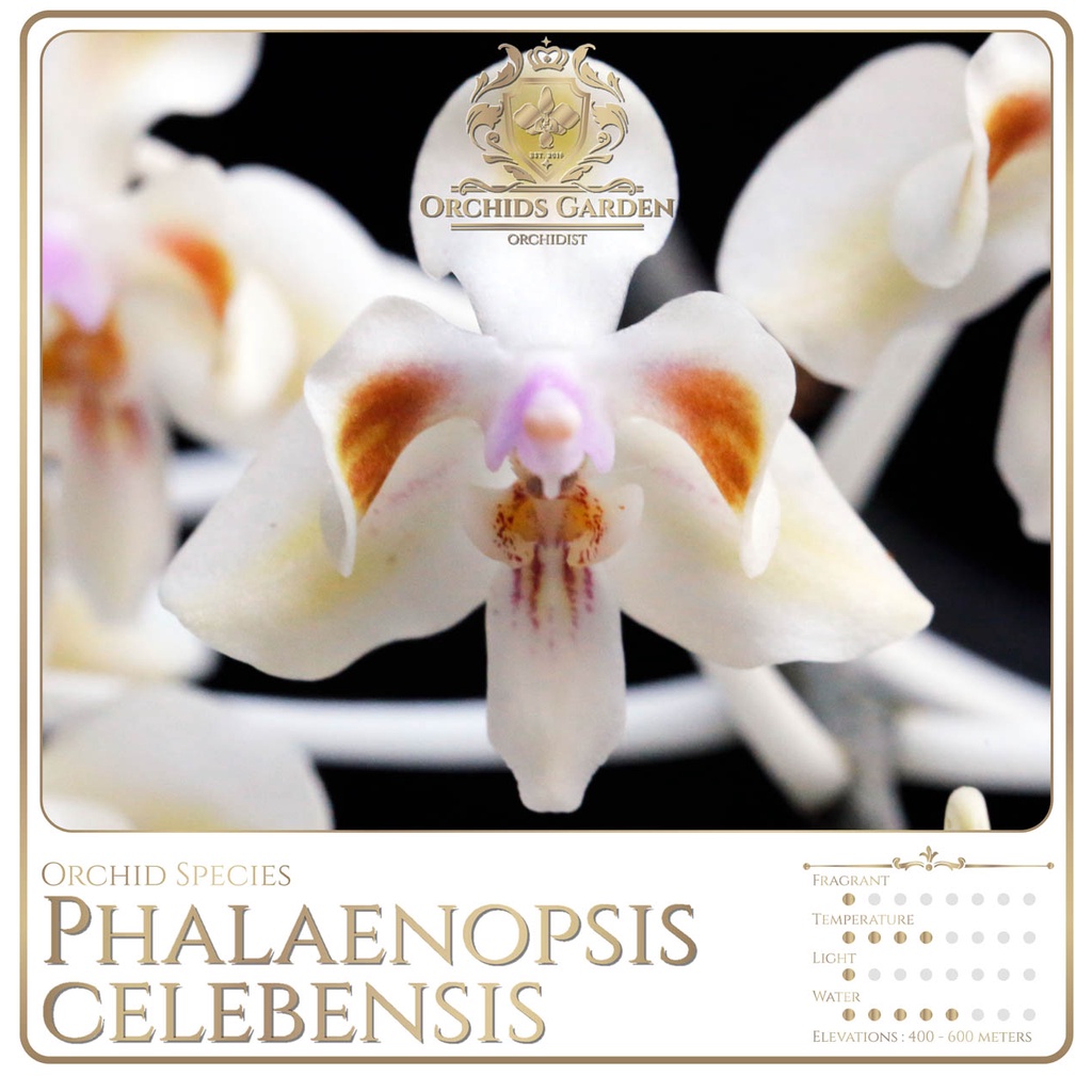 Jual ORCHIDSGARDEN Phalaenopsis celebensis Anggrek Spesies Phal Endemik ...