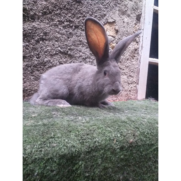 Jual kelinci flamish giant betina | Shopee Indonesia