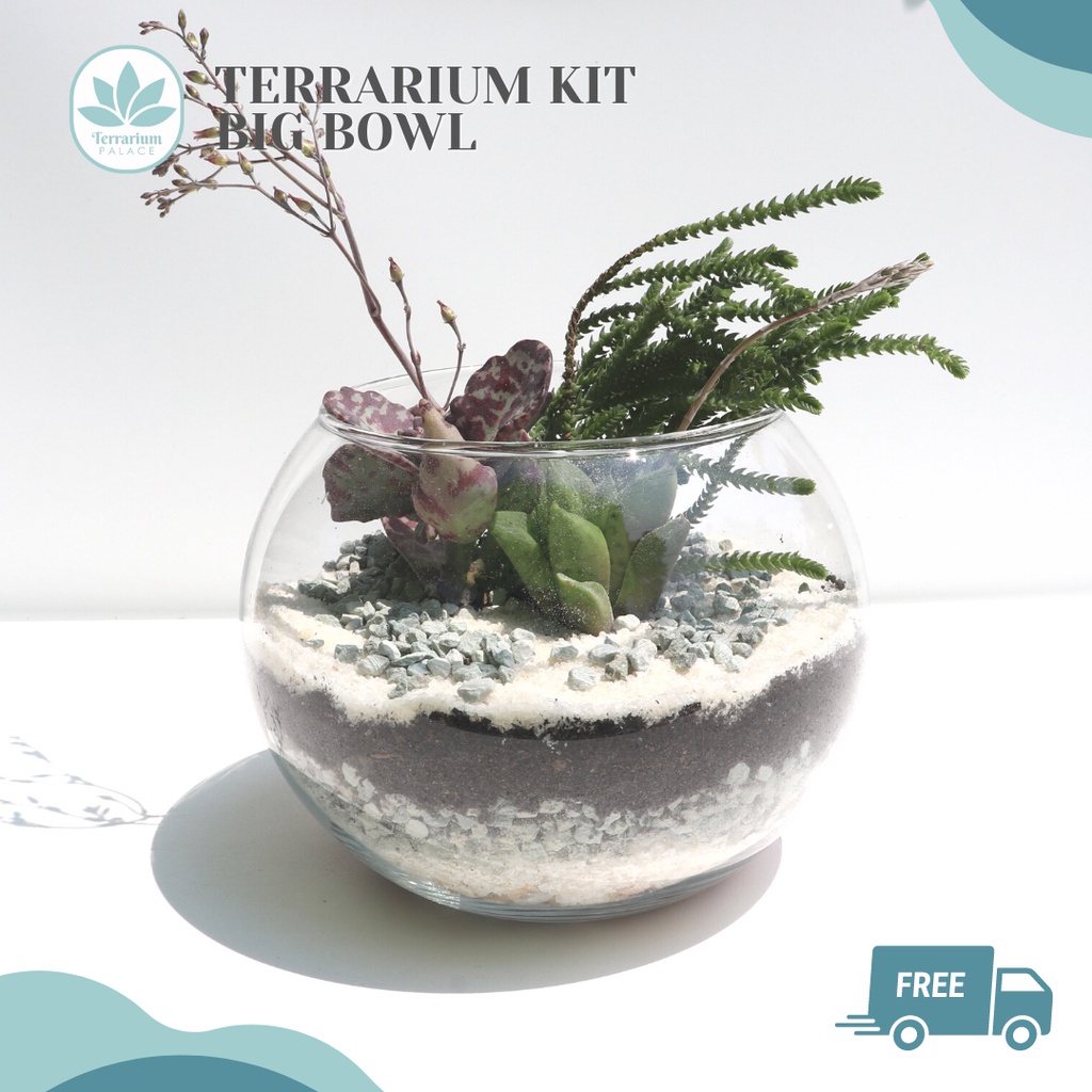 Jual HAMPERS TANAMAN PLANTING KIT RAKIT BIG BOWL DIY TERRARIUM KIT ...