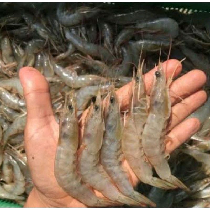 Jual Udang Basah Besar | Shopee Indonesia