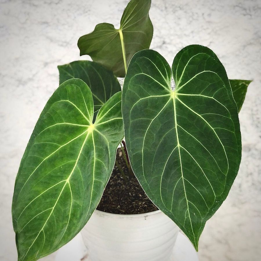 Jual Tanaman Hias Anthurium Magnificum Verde Jumbo | Shopee Indonesia
