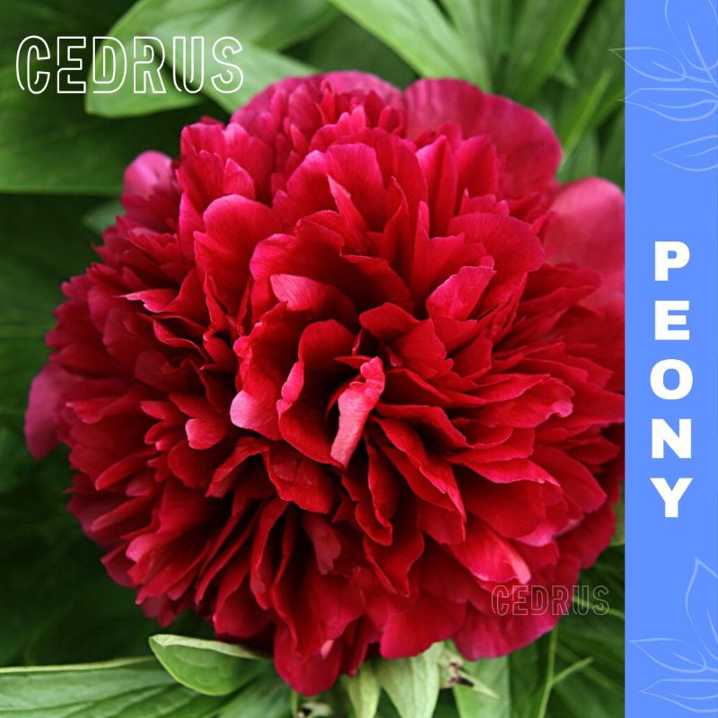 Jual Benih PEONY MERAH Biji Bunga | Shopee Indonesia