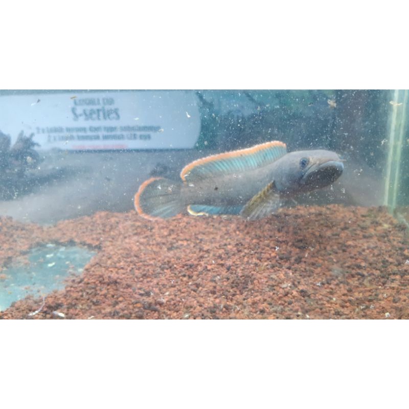 Jual baby chana limbata ORI lawu Grad A rim tebal size 2-4cm | Shopee ...