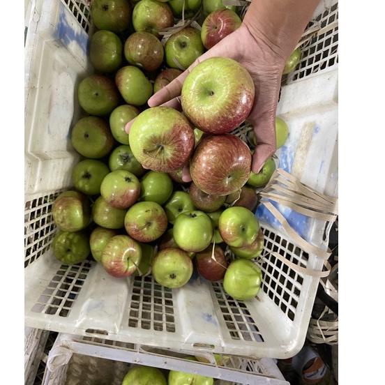Jual 7.7 apel rome beauty fresh dari kebun isi 15 biji per 1 kg ...