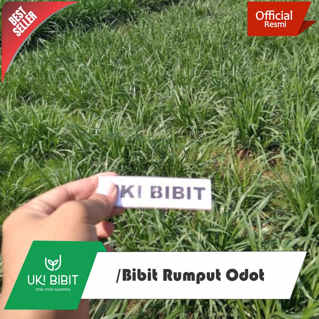 Jual ( 1 Karung ) Bibit Rumput Odot Pakan Ternak | Shopee Indonesia