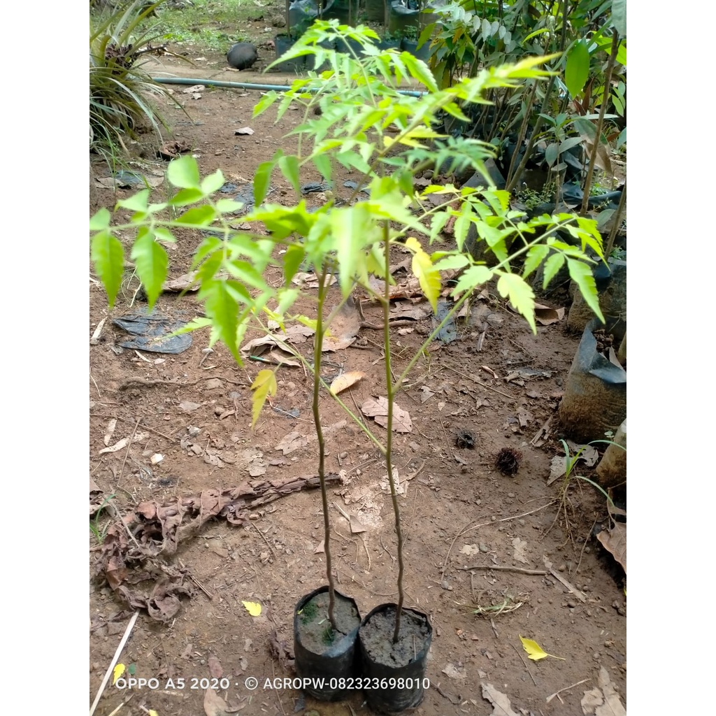 Jual Bibit Tanaman mindi kecil /renceh/gringging Tanaman beragam ...