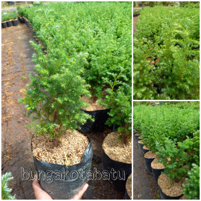 Jual Tanaman Hias Cemara Embun | Shopee Indonesia