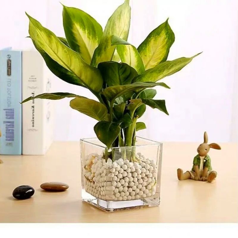 Jual Square Vase Glass / Vas Bunga Kaca Kotak / Pot Persegi Tanaman Air ...