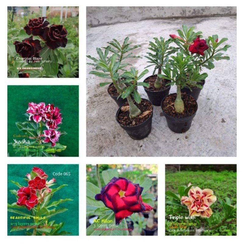 Jual ADENIUM PAKET 5 WARNA BUNGA TUMPUK * HARGA LEBIH MURAH | Shopee ...