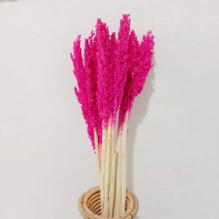Jual Rayung Stick Pampas Panjang 1,5 Meter (1 ikat isi 3 batang ...