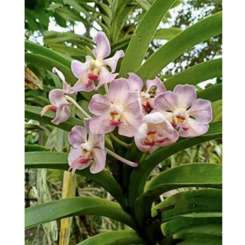 Jual anggrek vanda produksi hutan | Shopee Indonesia
