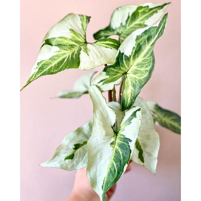 Jual Tanaman hias syngonium magic marble / syngonium marble variegata ...
