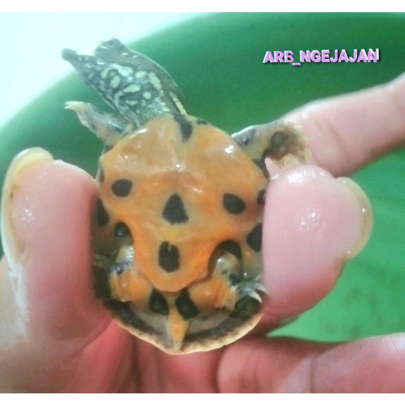 Jual Kura Kura Dada Orange Bulus Pelodiscus | Shopee Indonesia