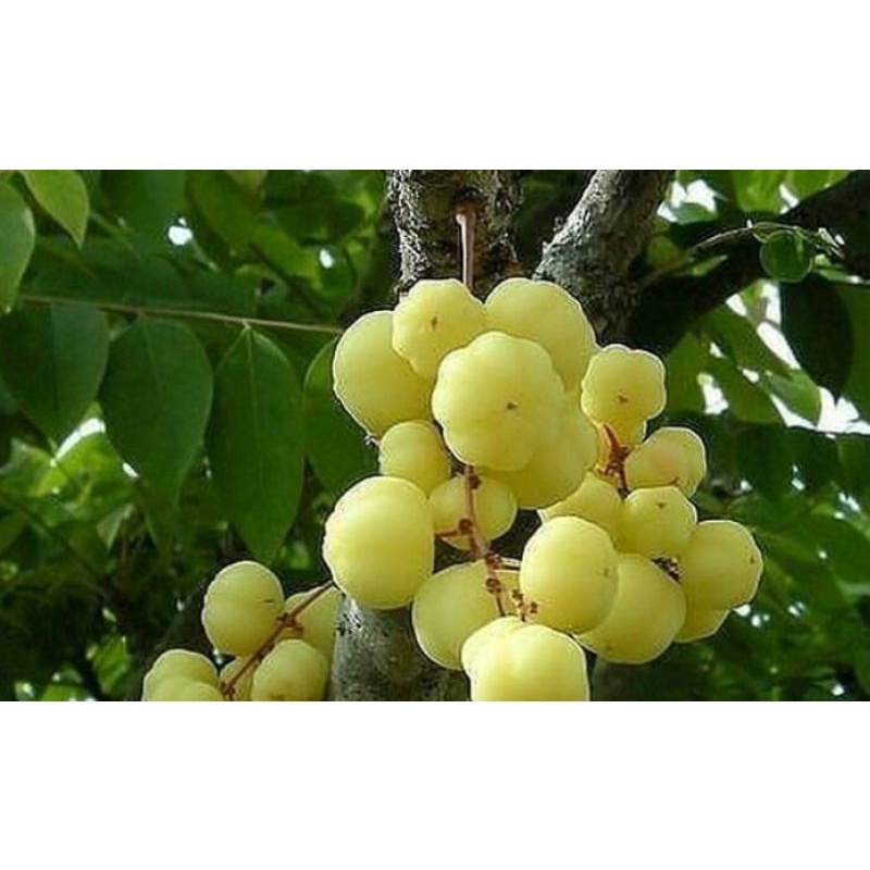 Jual Buah ceremai | Shopee Indonesia