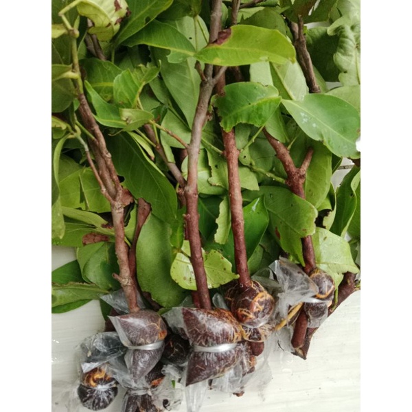 Jual bibit jambu air citra fresh cangkok | Shopee Indonesia