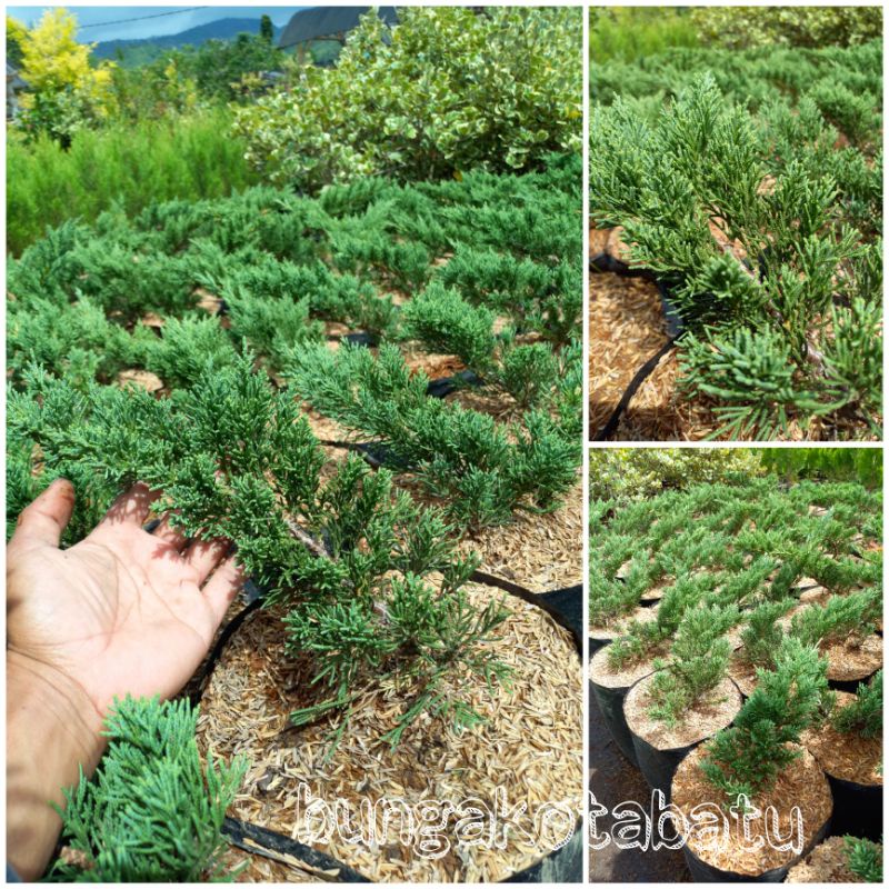 Jual Tanaman Hias Cemara Blue Sinensis | Shopee Indonesia