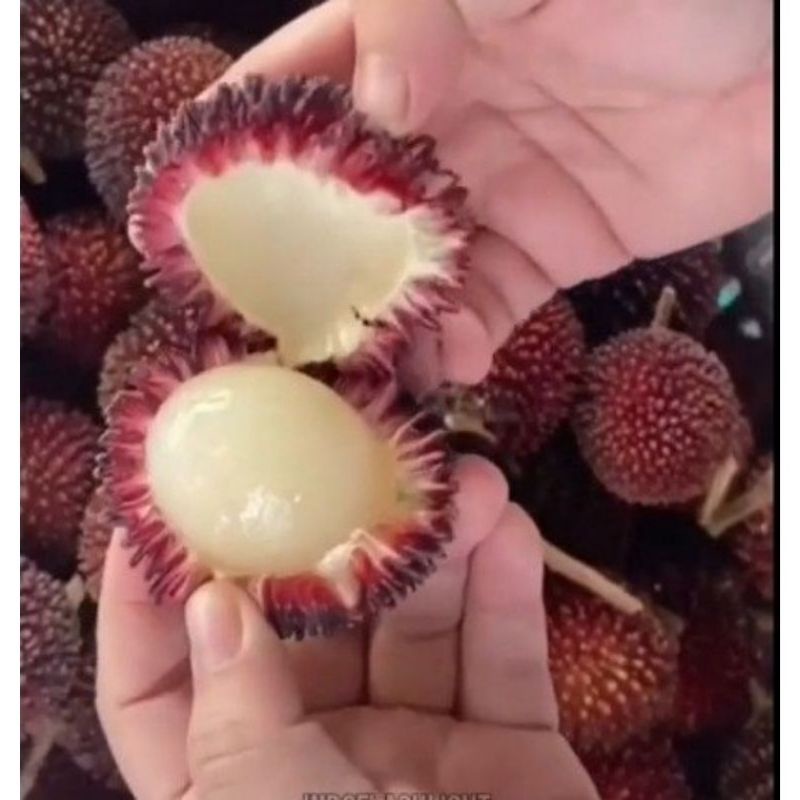Jual rambutan kapulasan khas kalimantan | Shopee Indonesia