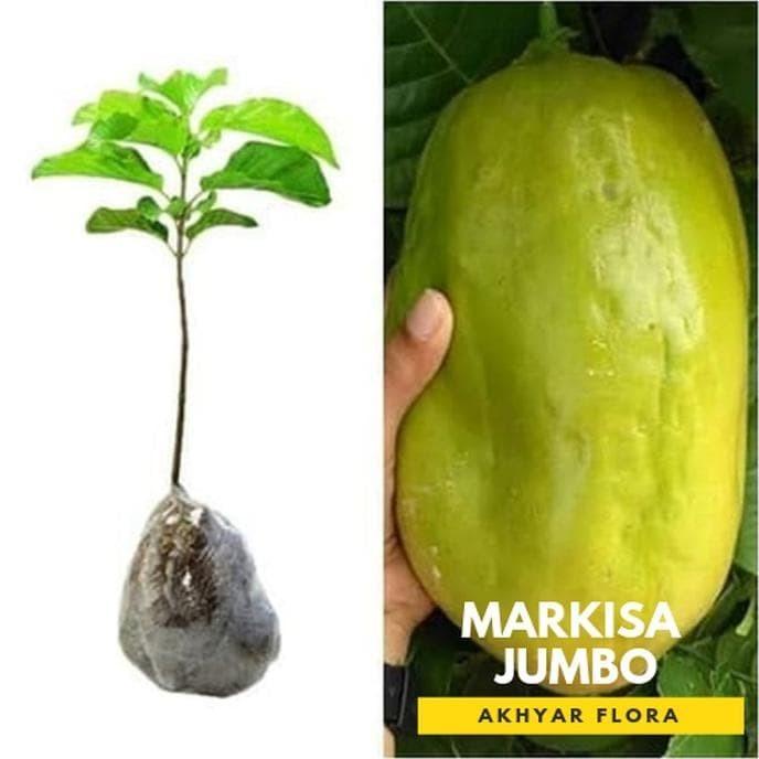 Jual Terlaris Cl1R Bibit Markisa Jumbo Bibit Buah Markisa Tanaman Buah ...