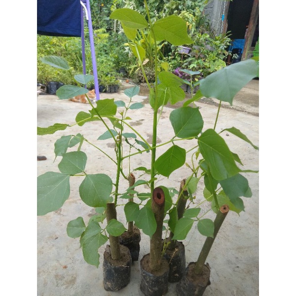 Jual tanaman Dadap serep | Shopee Indonesia