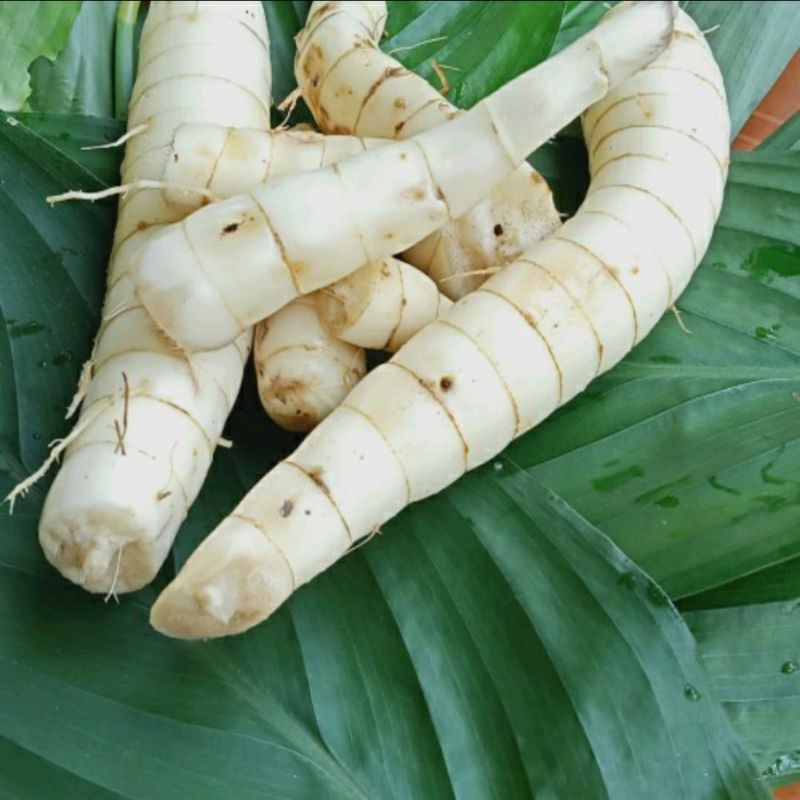Jual Umbi Garut Segar 1 Kg / Umbi Garut Obat Lambung / Umbi Garut Obat ...