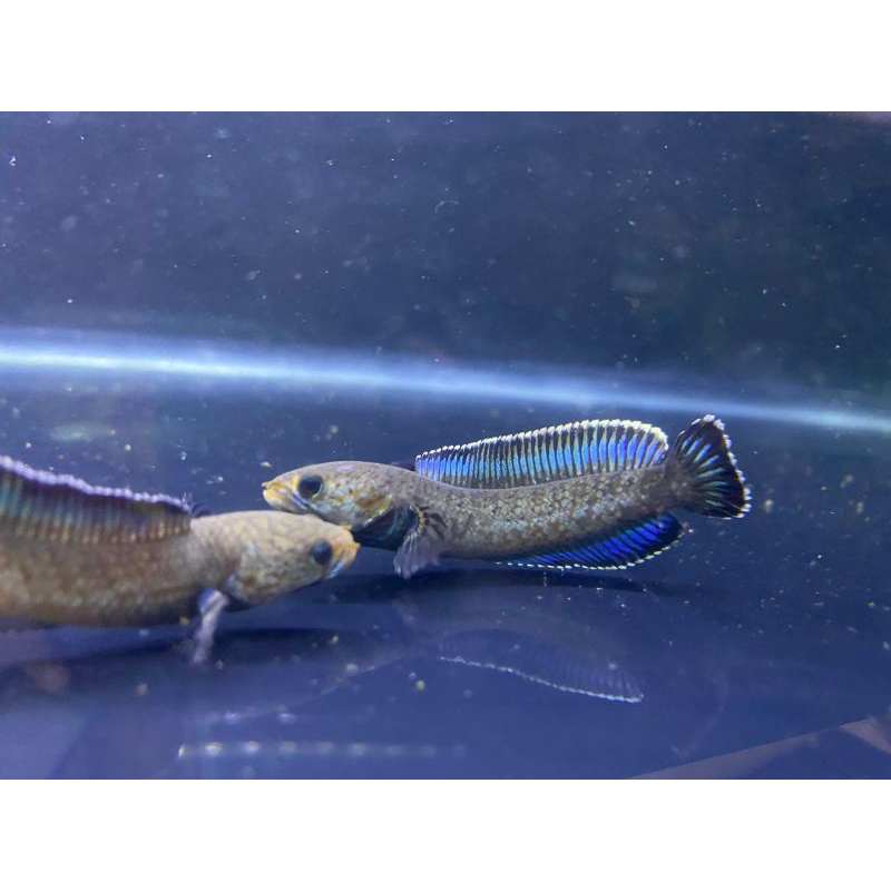 Jual CHANA ANDRAO BERKUALITAS | Shopee Indonesia