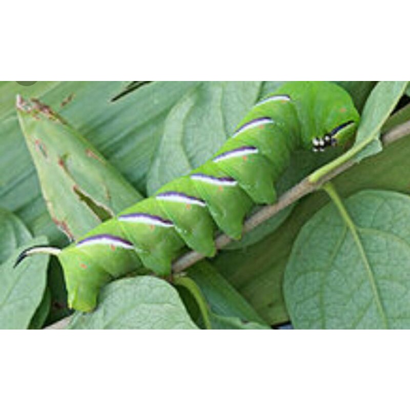 Jual ulat tanduk/lentadu umpan mancing 200/ulat | Shopee Indonesia