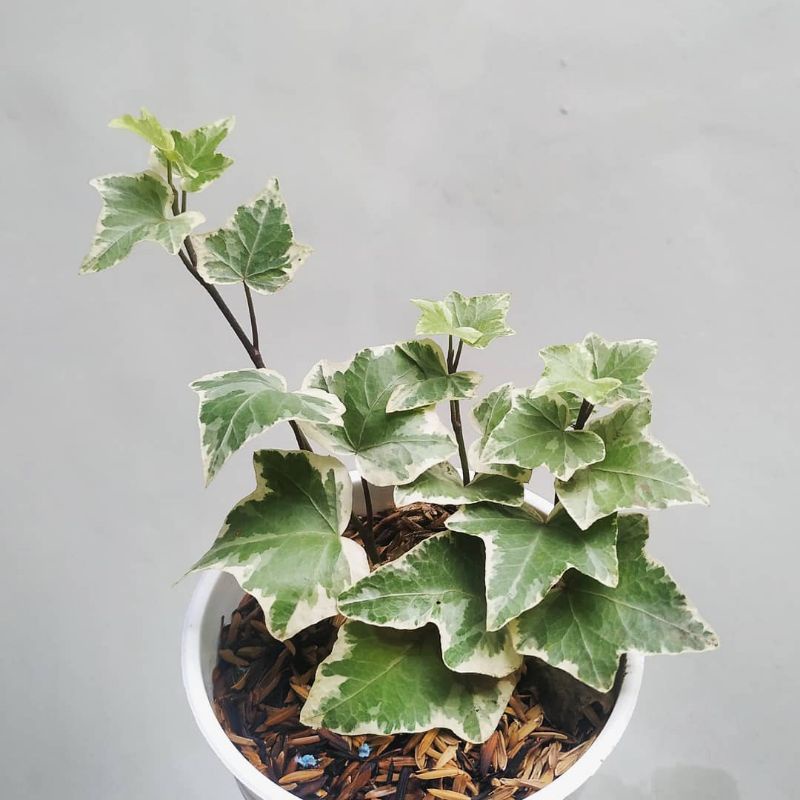 Jual Tanaman hias Ivy varigata Inggris segi lima / evy variegata ...