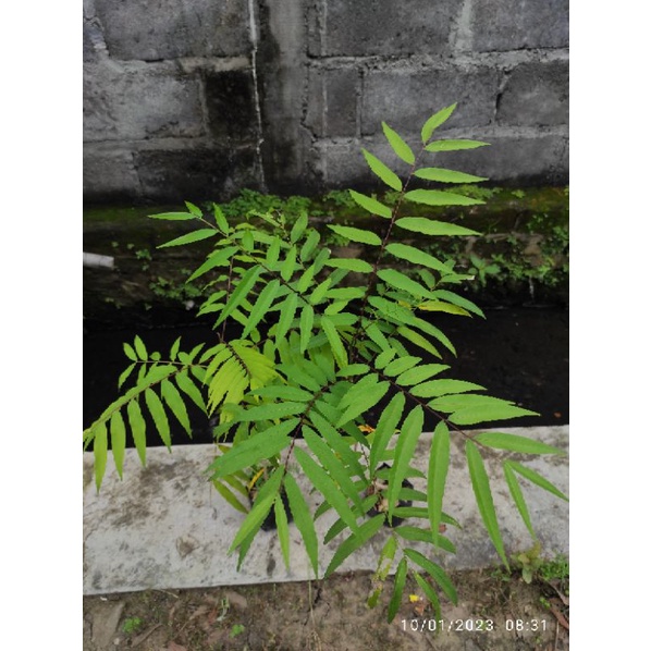 Jual bibit pohon lerak/sapindus rarak (hasil semai biji) | Shopee Indonesia