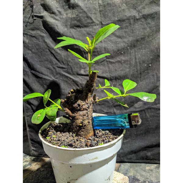 Jual bahan bonsai Jamblang, jambu keling atau duwet (Syzygium cumini ...