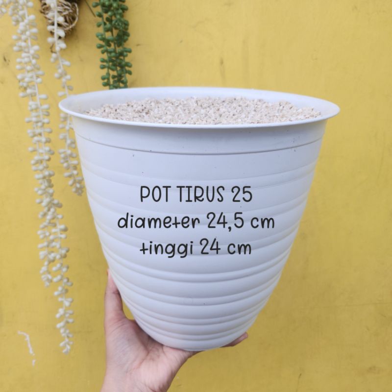 Jual Pot Pirus 25 Besar / Pot Putih terpasang Busa dan [Batu +semen ...