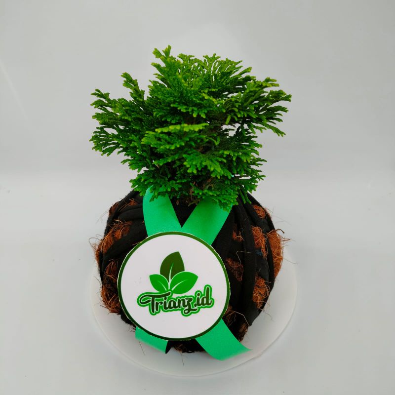 Jual COD kokedama cemara inoki mini tanaman hidup | Shopee Indonesia