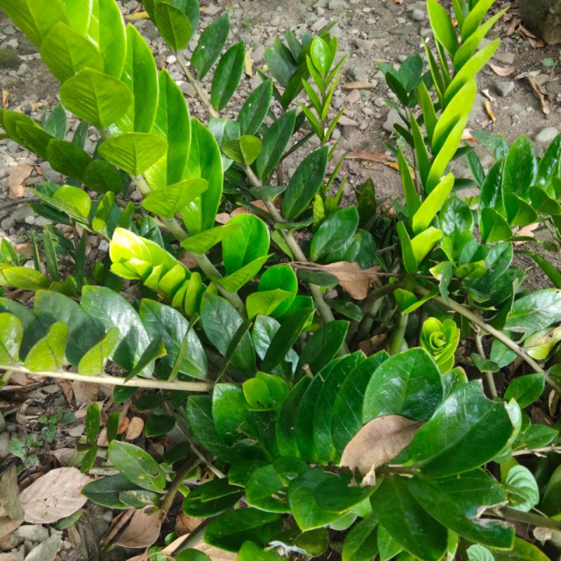 Jual Tanaman Hias Zamia Dolar / Pohon Dolar Zamia | Shopee Indonesia