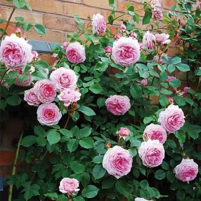Jual Bibit Tanaman Bunga Mawar Rambat Pink 20-30cm | Shopee Indonesia