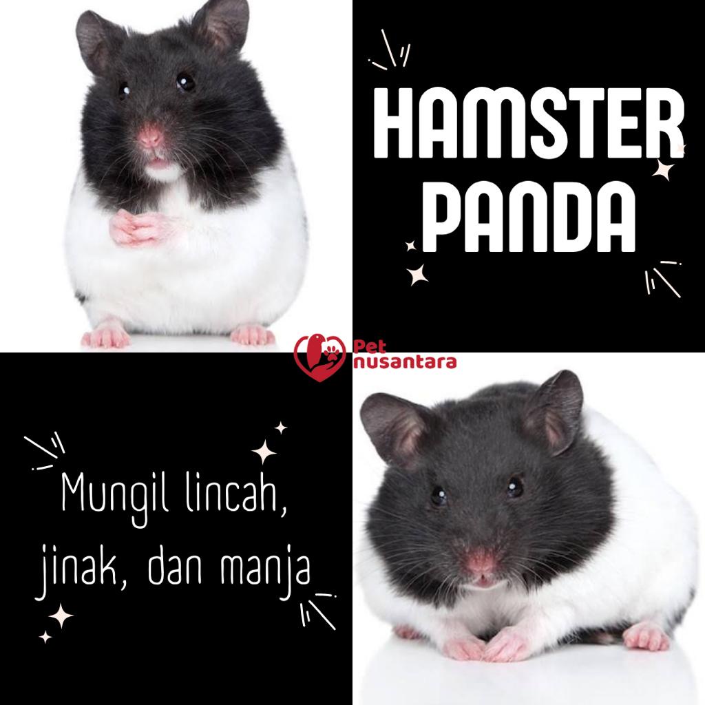 Jual HAMSTER CHAMPBELL PANDA HEWAN PELIHARAAN JINAK | Shopee Indonesia