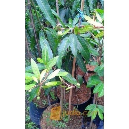 Jual Bibit Tanaman Buah Mangga Garifta Merah-Bibit Mangga Grafita Merah ...