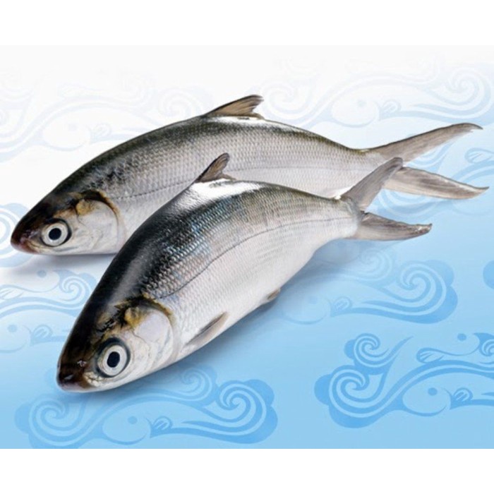 Jual duri ikan bandeng kemasan 10Kg Sterofoam | Shopee Indonesia