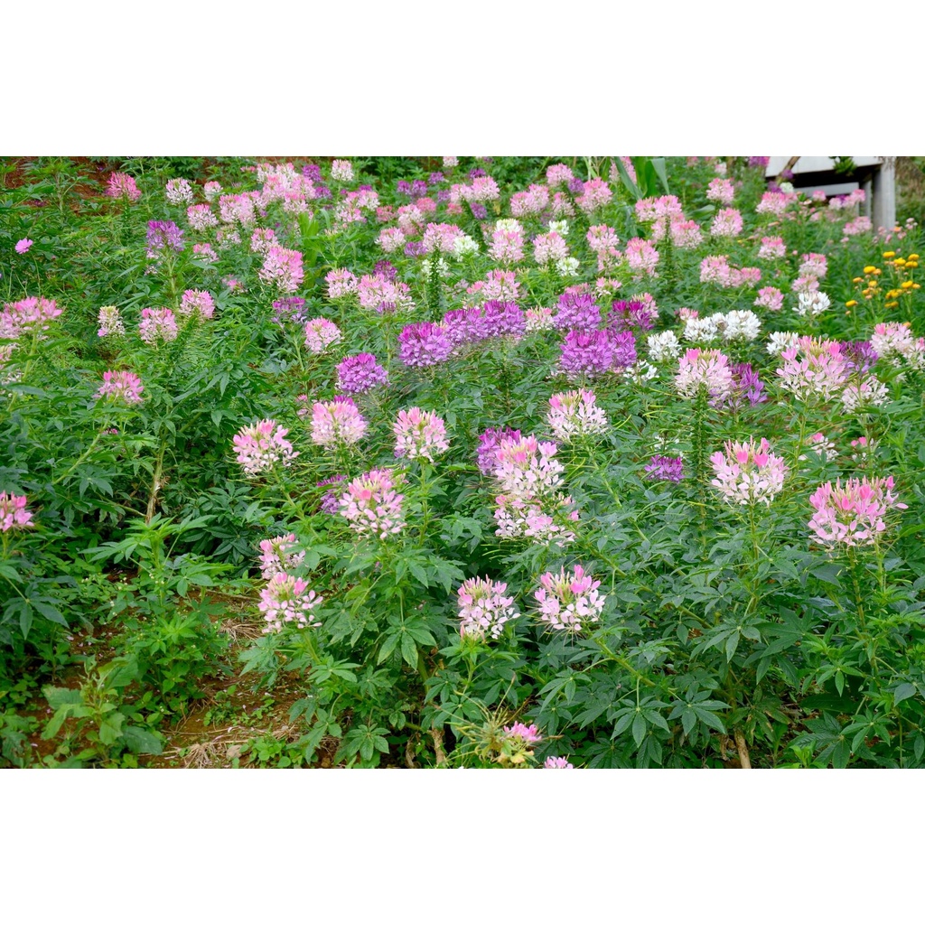 Jual Benih Bunga Cleome QUEEN F1 series 20butir | Shopee Indonesia