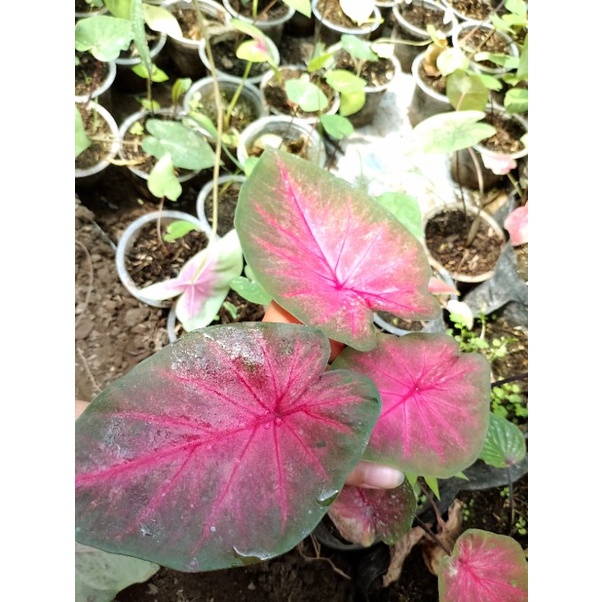 Jual tanaman hias bunga caladium hybrite 57 | Shopee Indonesia