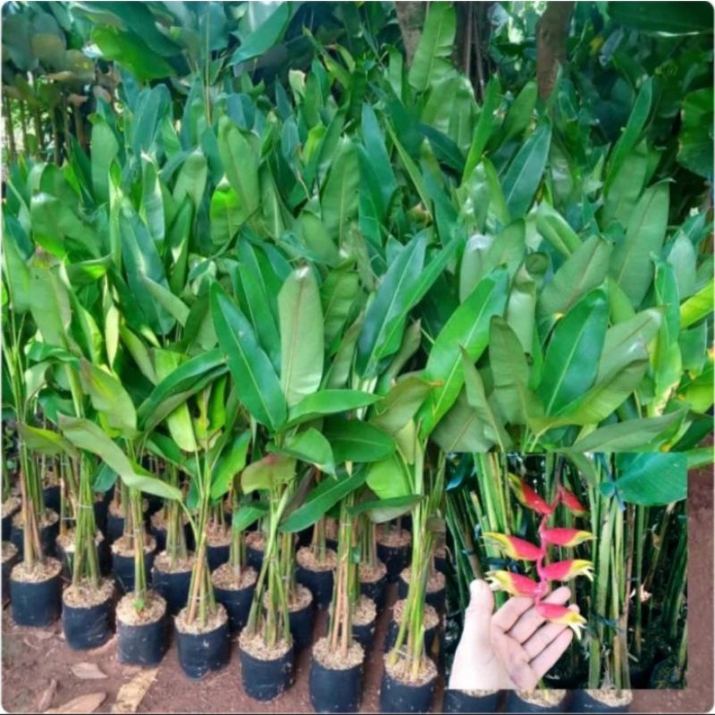 Jual Tanaman Hias Pisang Betet Pisang Bali 1meter Shopee Indonesia