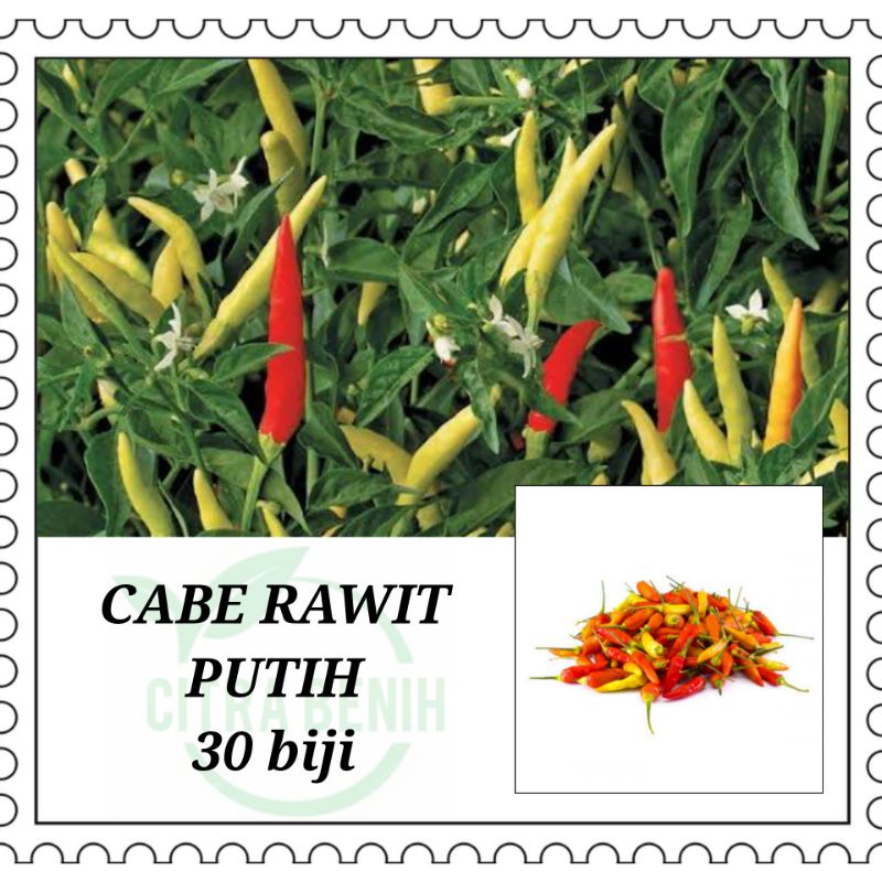 Jual 30 Biji - Benih Cabe Cabai Rawit Putih MERUNDUK berbuah lebat | Shopee Indonesia
