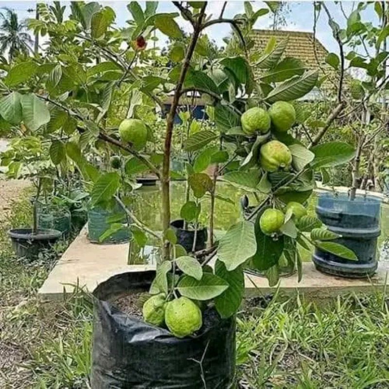 Jual jambu kristal merah berbuah | Shopee Indonesia