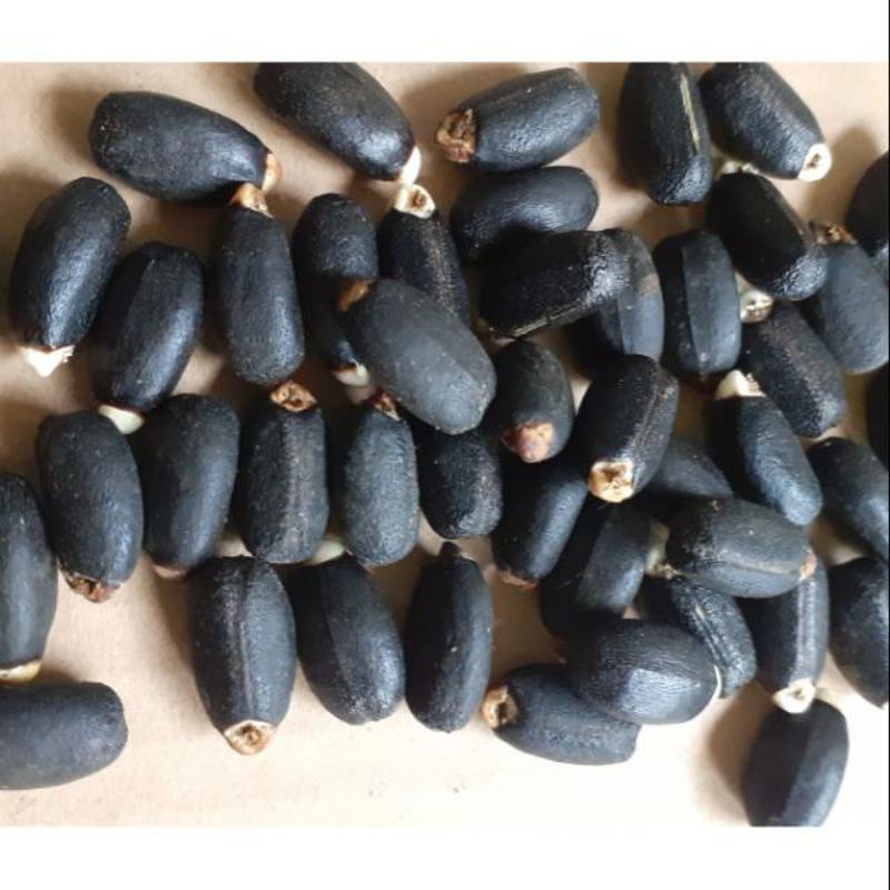Jual Biji Jarak Pagar 1 Kg / Biji Jarak Umpan bawal / Biji jarak umpan ... Jual Biji Jarak Pagar 1 Kg / Biji Jarak Umpan bawal / Biji jarak umpan ...