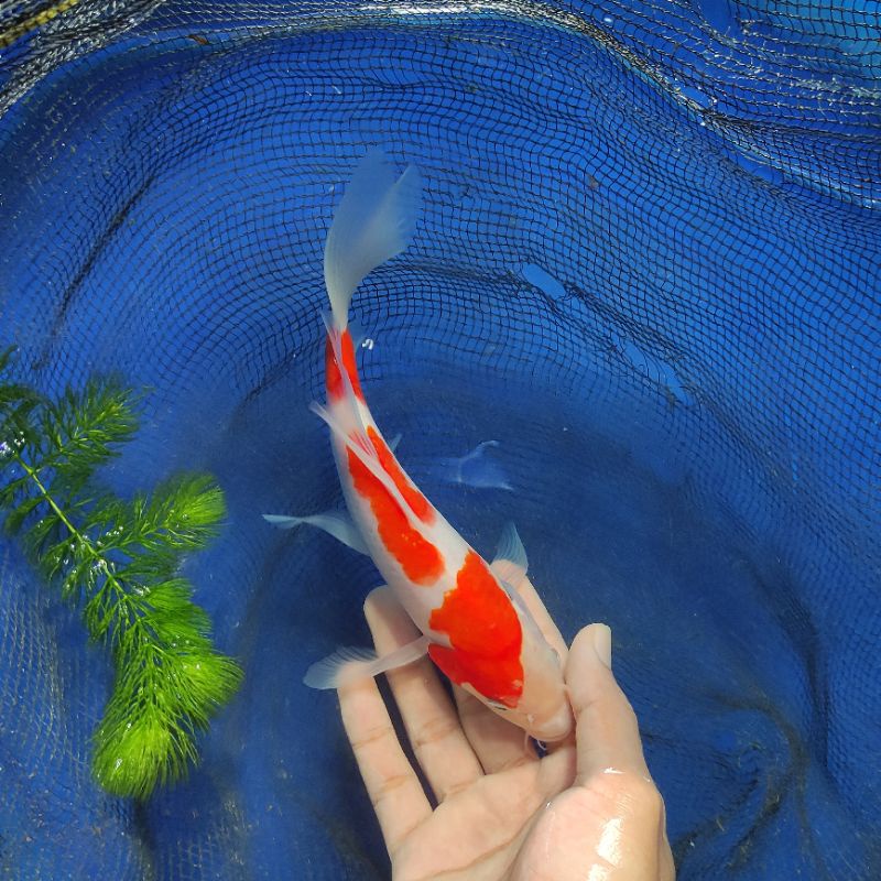 Jual Limited edition kumpay kohaku 3 step Grade A dari kedai koi ...